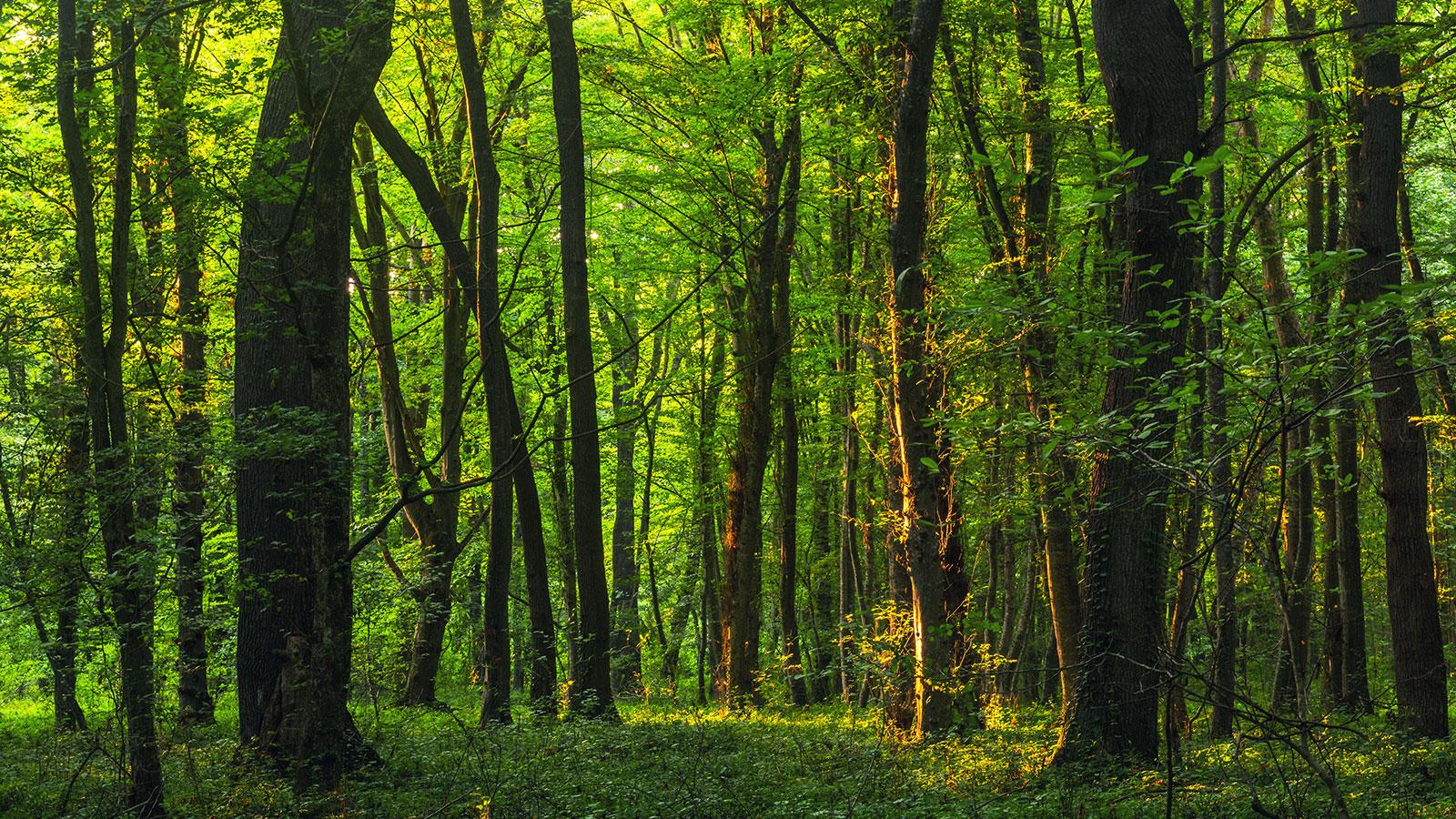 PLANTING THE FUTURE: HOW REFORESTATION CAN CHANGE THE WORLD - Fernando ...